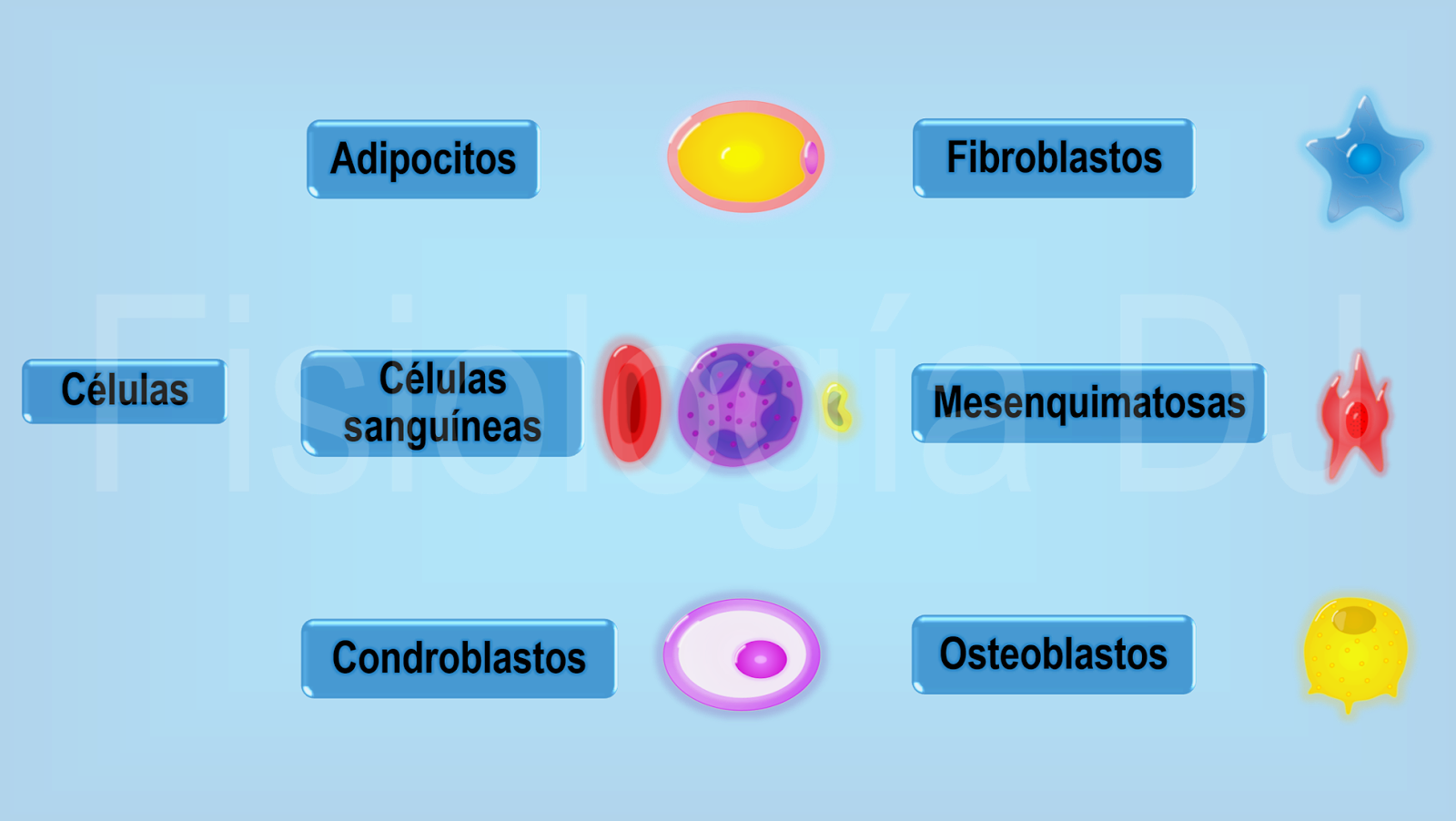 Fisiología DJ: Tejido conectivo | Tejido conectivo características ...