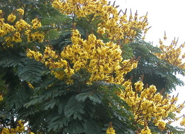 Healing a Beautiful Heart: The Gulmohar Wonder