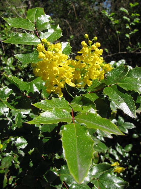 Methow Valley Herbs: Photo Friday - Oregon Grape Root