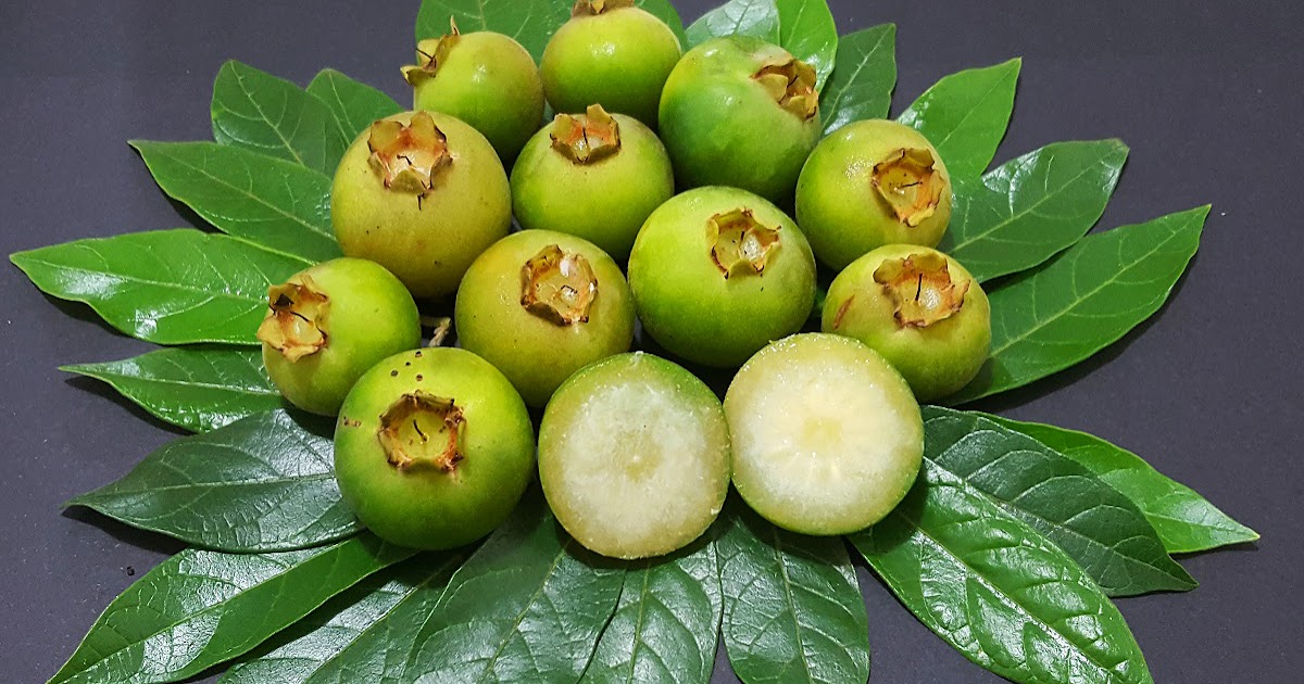 Viveiro Ciprest - Plantas Nativas e Exóticas: Guabiroba Verde ...