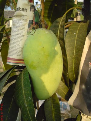 Jenis varietas buah mangga