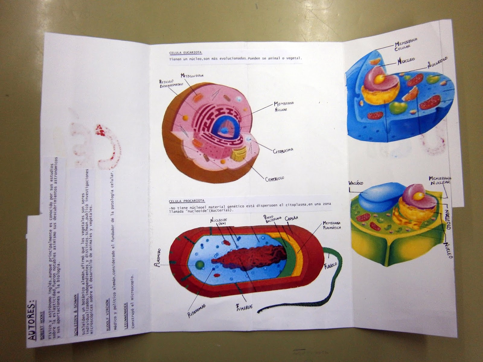LAPBOOK DE LAS CÉLULAS 1º ESO B