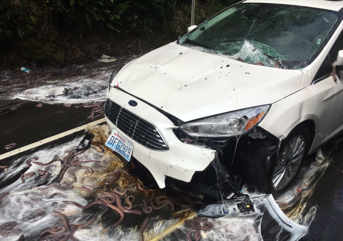 Just A Car Guy: last month an Oregon highwaywas “slimed” after a truck ...