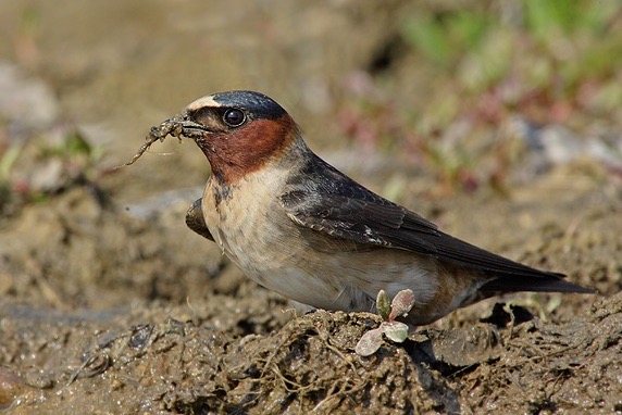 Bev's Nature Blog: Cliff Swallow