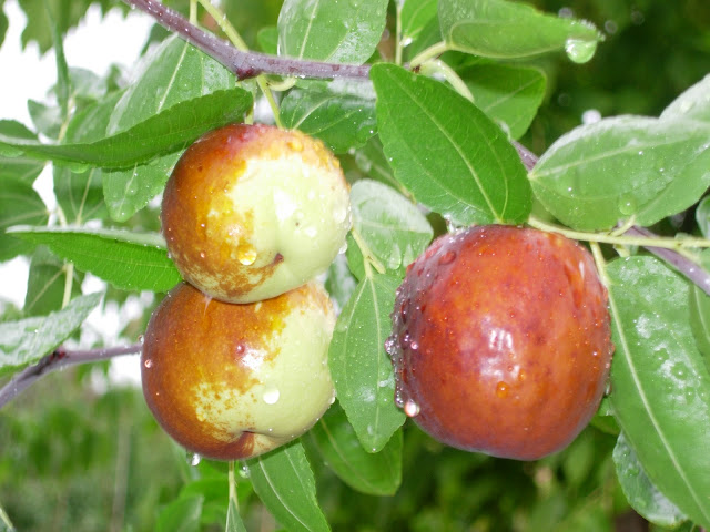 El Terrao - Dos urbanitas en el campo: EN OTOÑO MADURAN LAS AZUFAIFAS