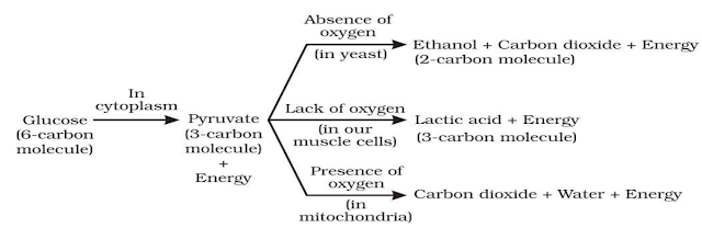 UPSESSB TGT PGT botany zoology notes 2020: CLASS 10 BIOLOGY NCERT LIFE ...