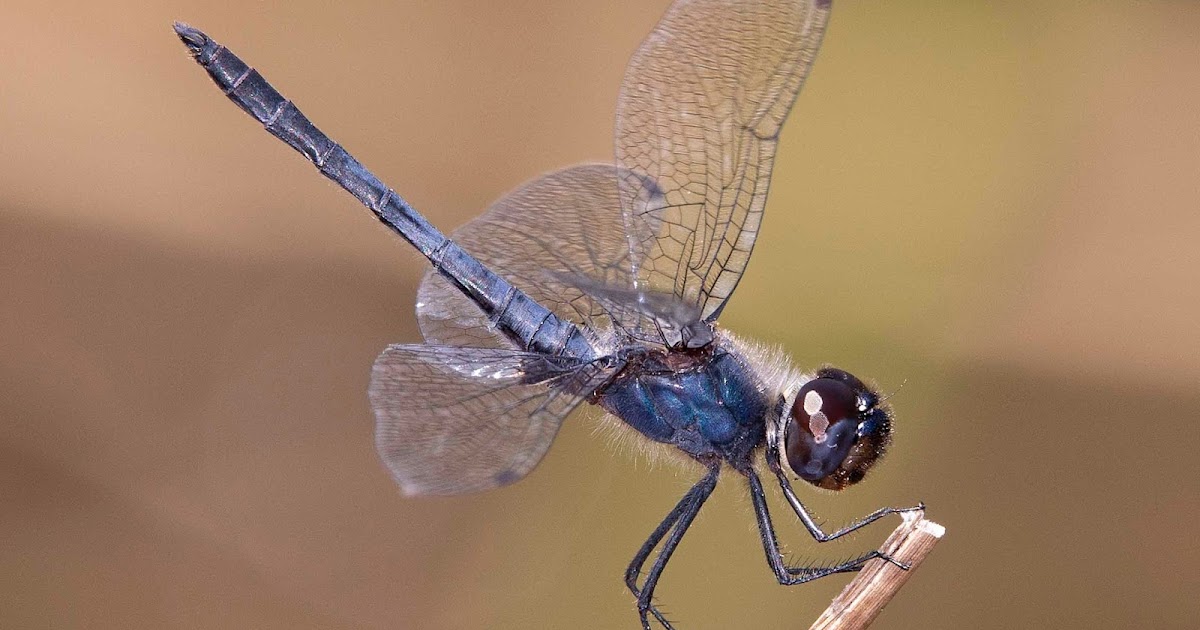 Ohio Birds and Biodiversity: Nature: Double-ringed pennants, other ...