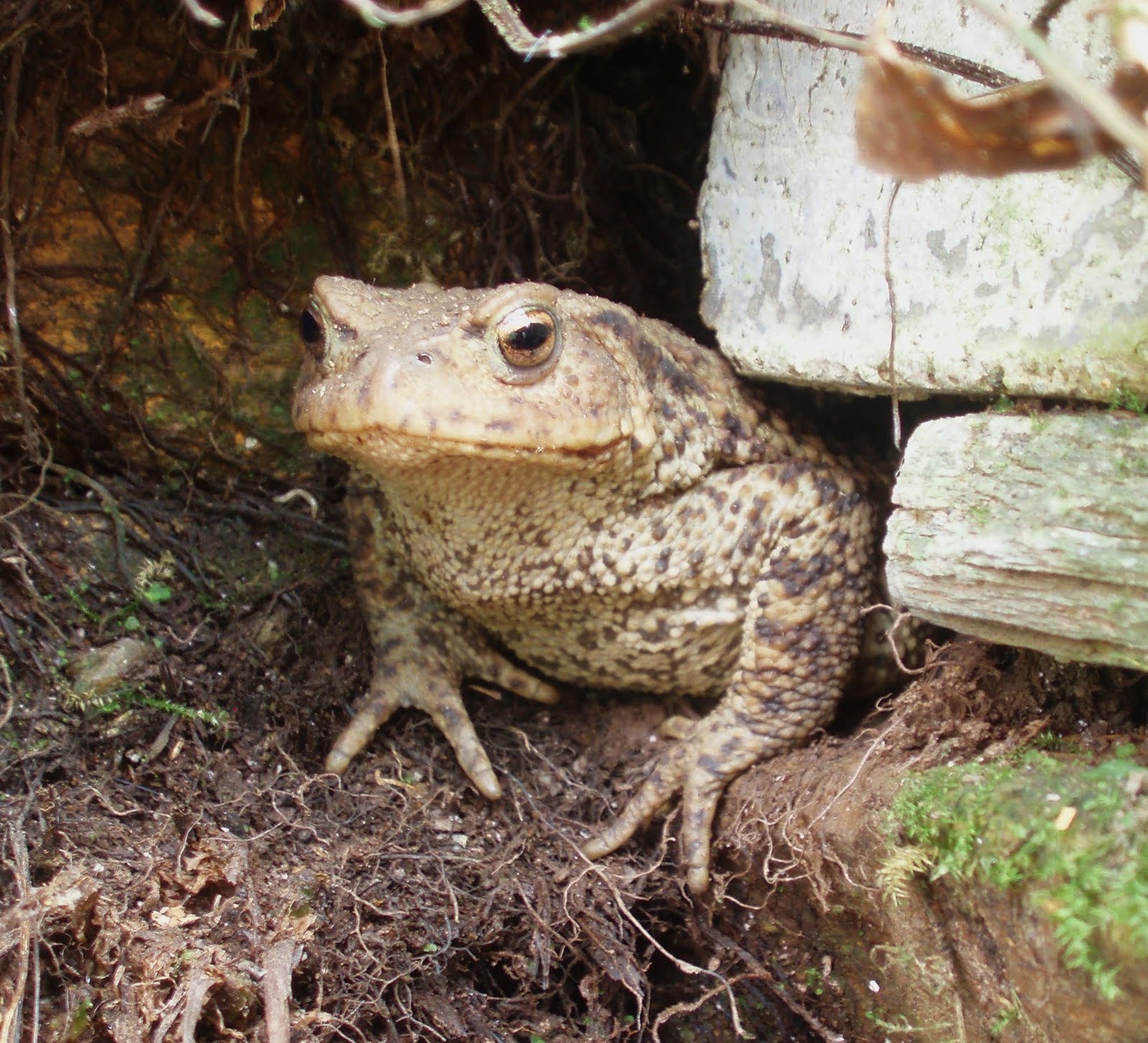 envirofinn: Toadally Cool
