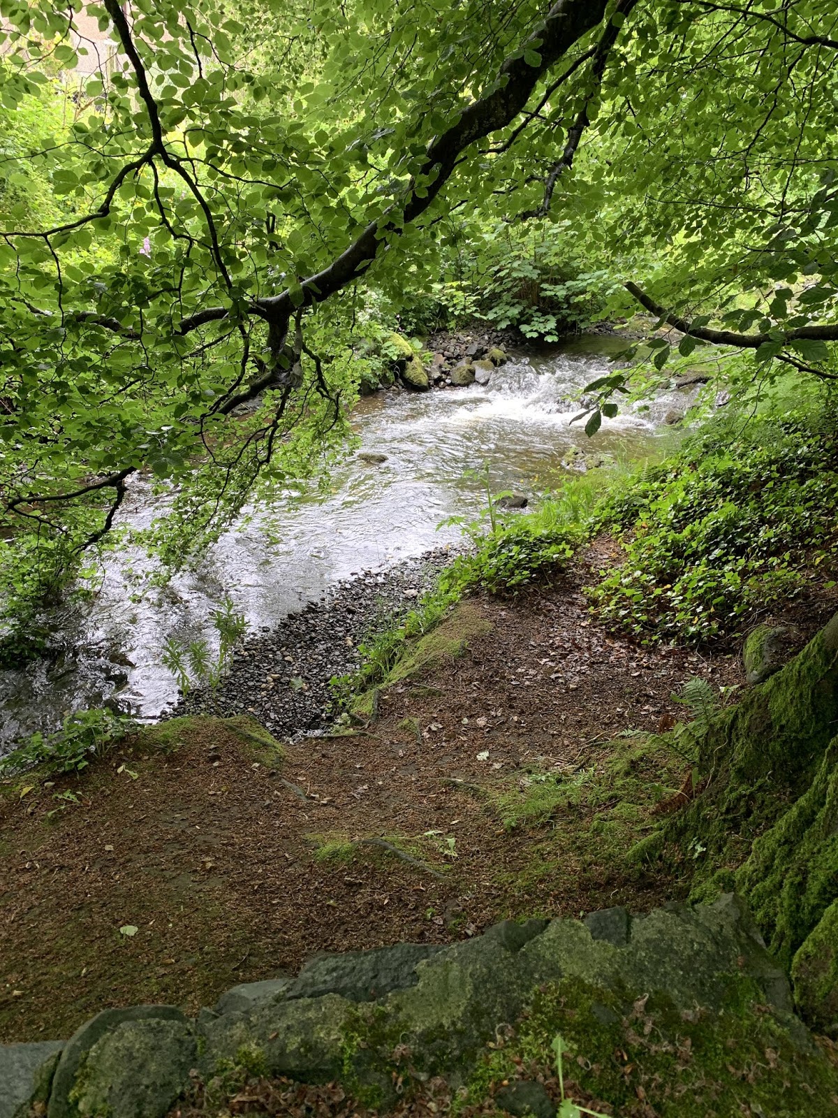 Animal, Nature, and Travel: Old Waterfall in Belfast, Northern Ireland