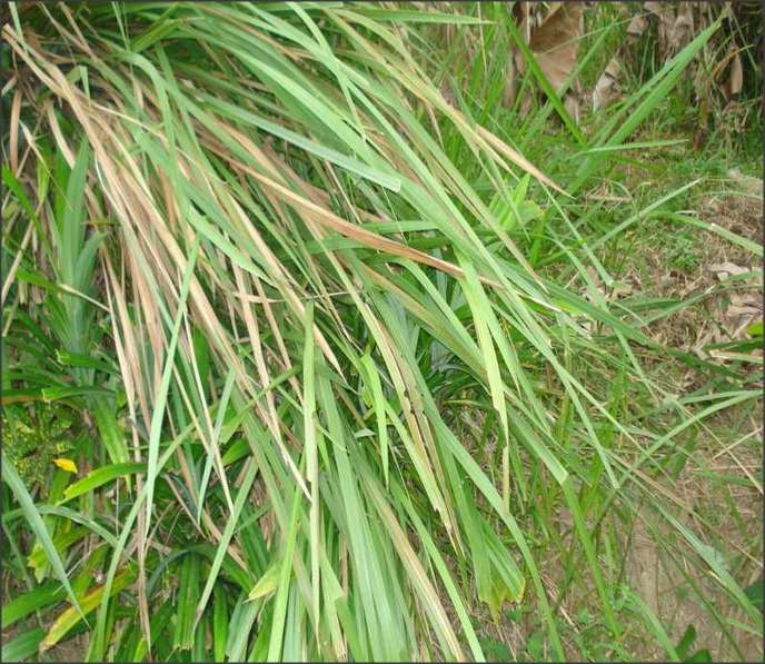 Kegunaan ramuan tradisional akar alang-alang cespleng buat segala macam ... Kegunaan ramuan tradisional akar alang-alang cespleng buat segala macam ...