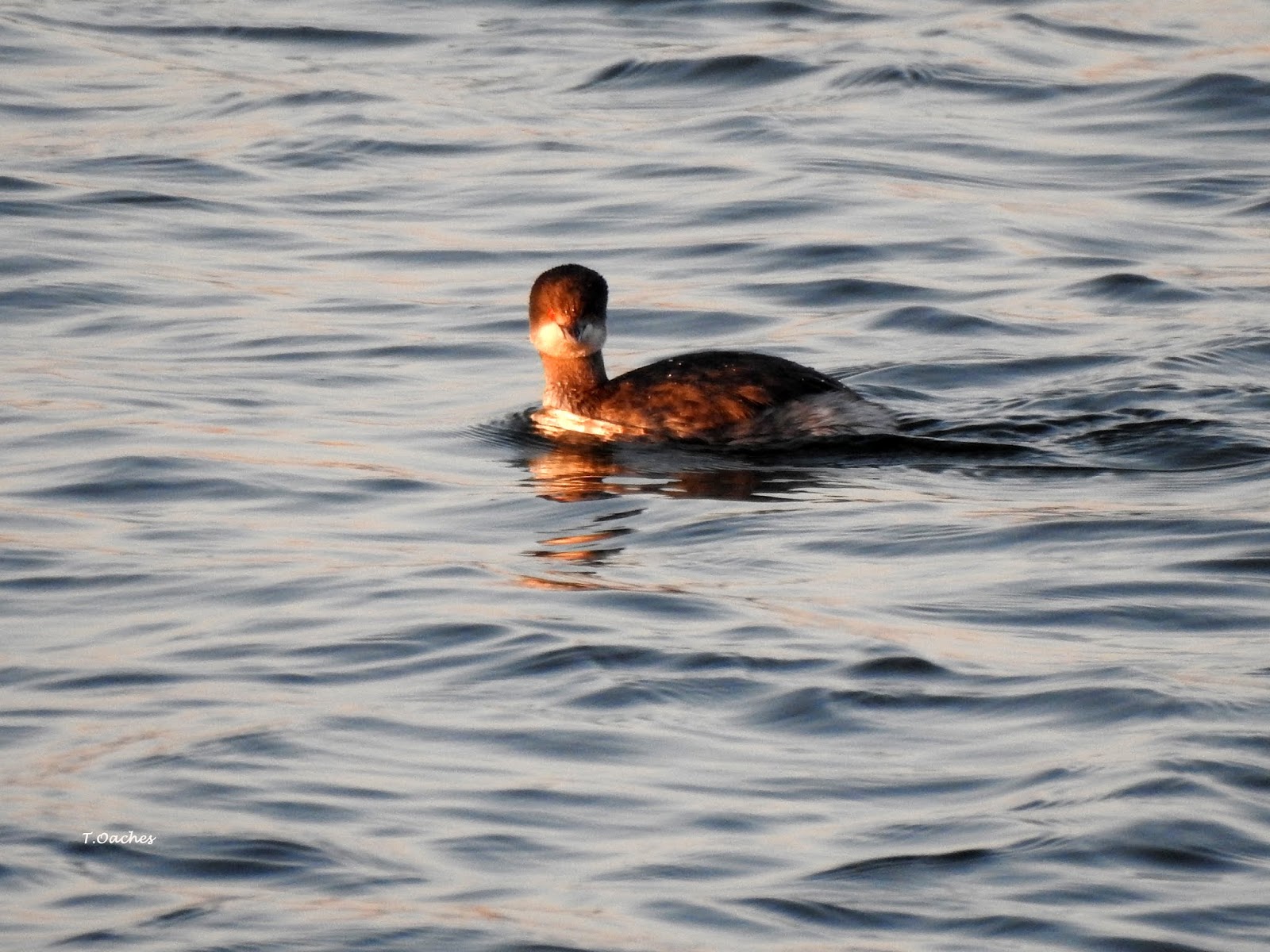PASARI DIN ROMANIA: corcodel cu gat negru