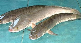 Gubuk Makan Iwak Kalen