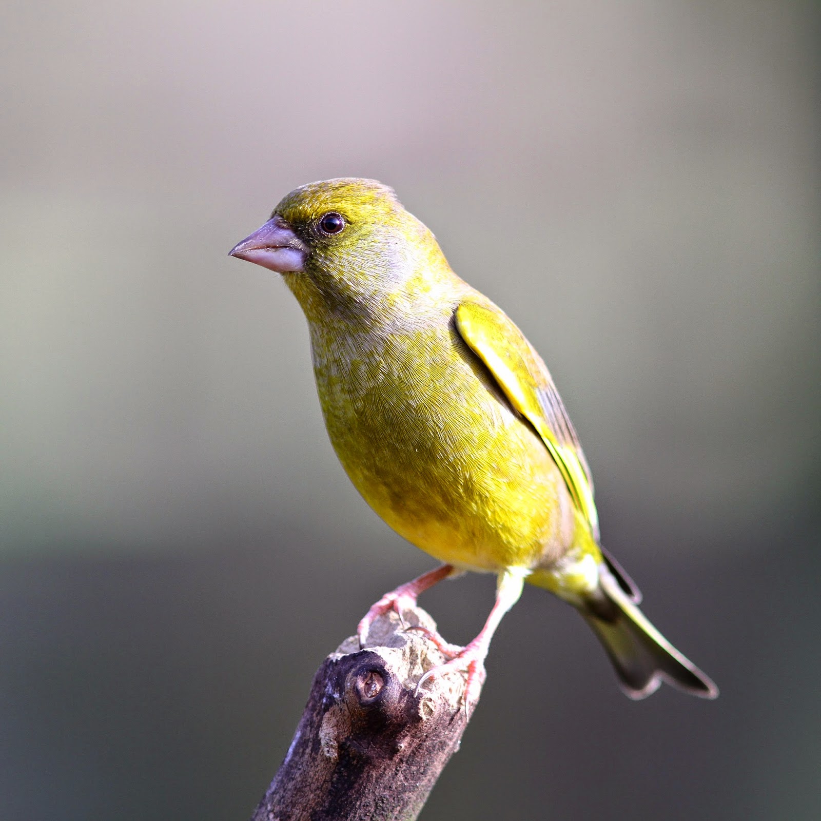 TrogTrogBlog: Bird of the week - Greenfinch