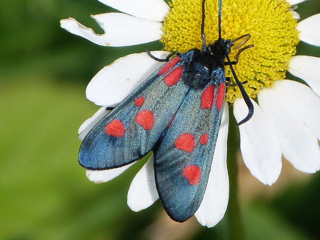 Valley Naturalist: Welsh Chafer