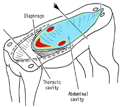Pin on Vet: Gross Anatomy