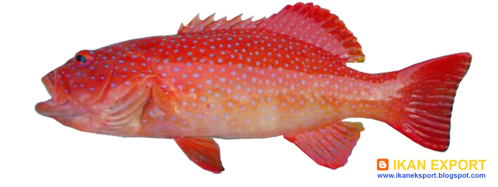 Ikan Eksport: Ikan Sunu Merah Bintik Kecil