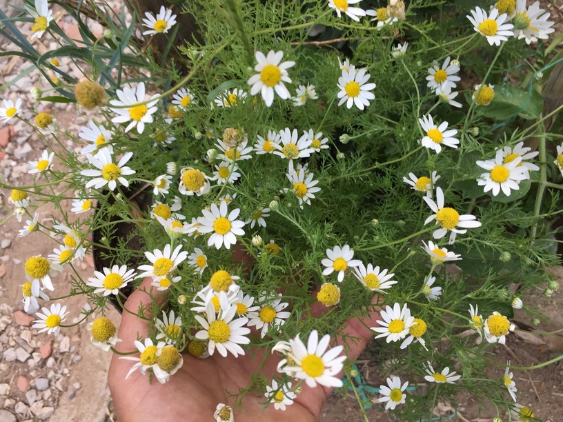 Chamomile