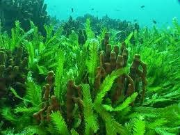 MuTekNoKom: Alga Mikroskopis