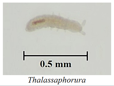 Deskripsi Collembola pada Lahan Kelapa Sawit, Karet dan Hutan Harapan ...
