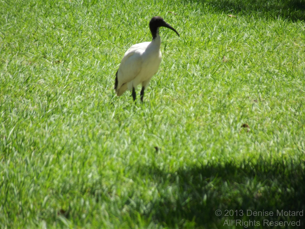 AUSTRALIAN WHITE IBIS