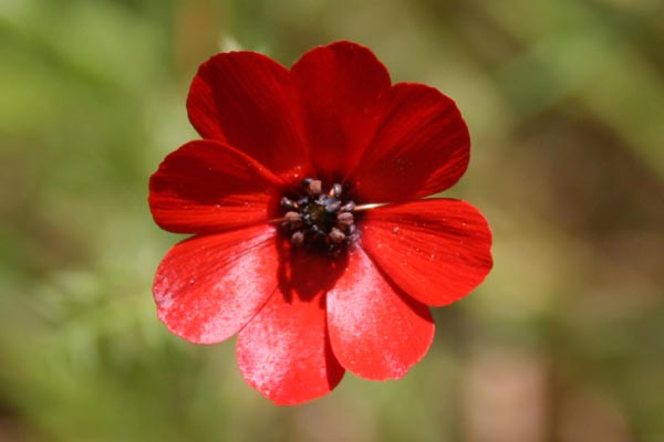 Chidagumi: Hana no Kotoba- A