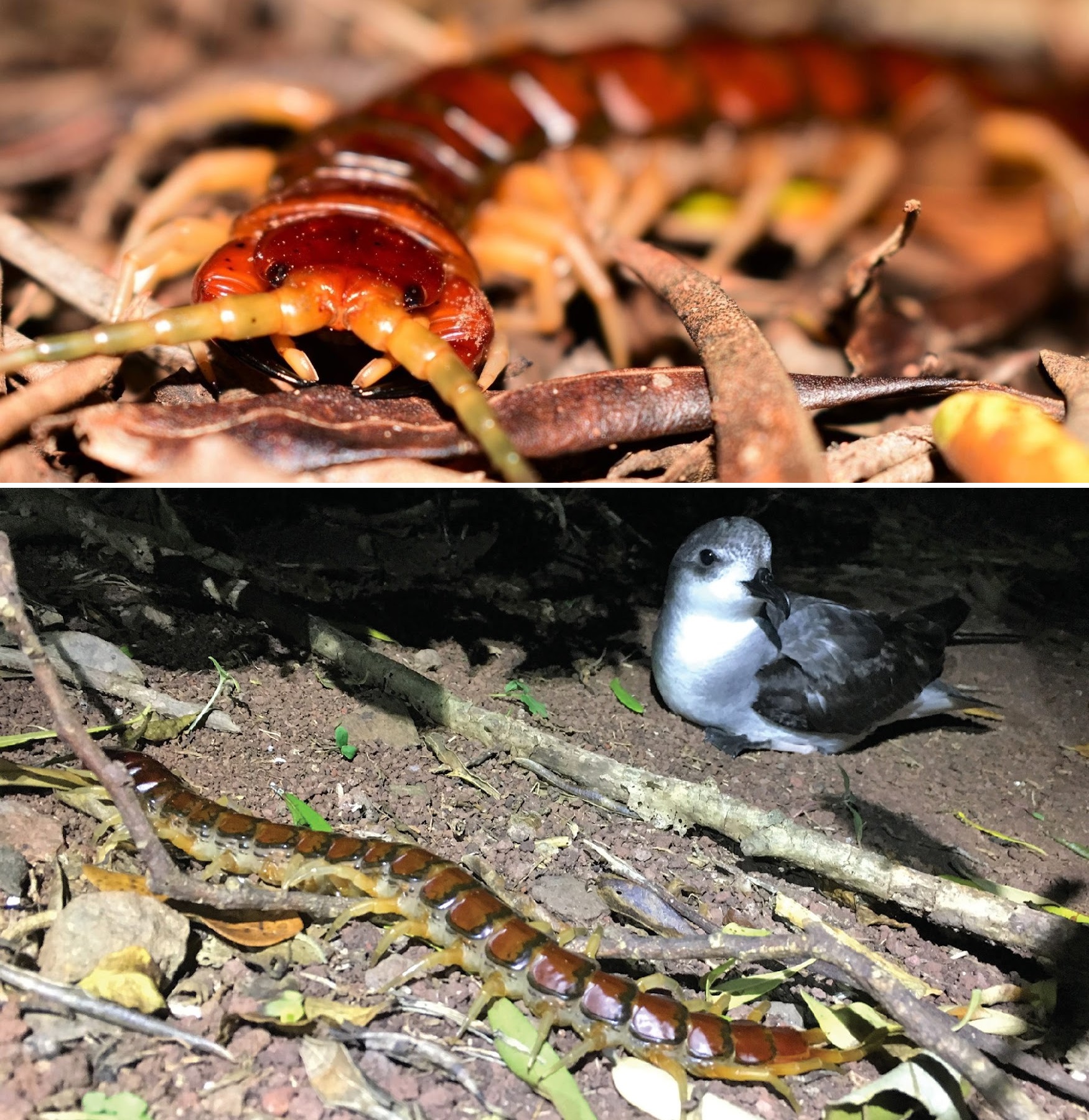 Species New to Science: [Chilopoda / Ecology • 2021] Arthropod ...