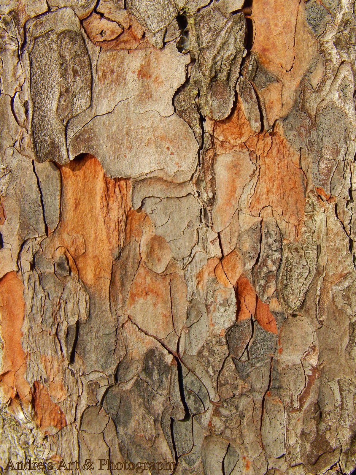 Through The Camera's Eyes: Andre's Photography Blog: Bark Of The Oak Tree
