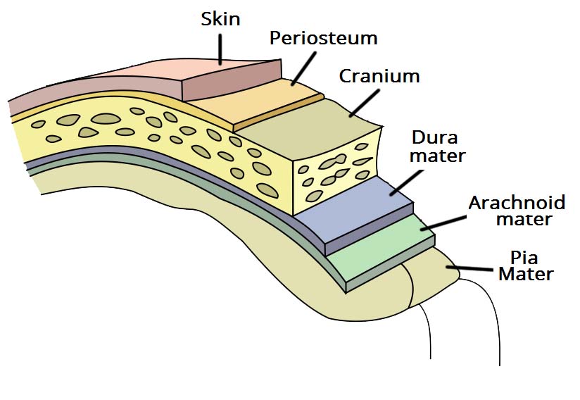 Meninges | Neurology | Anjani Mishra