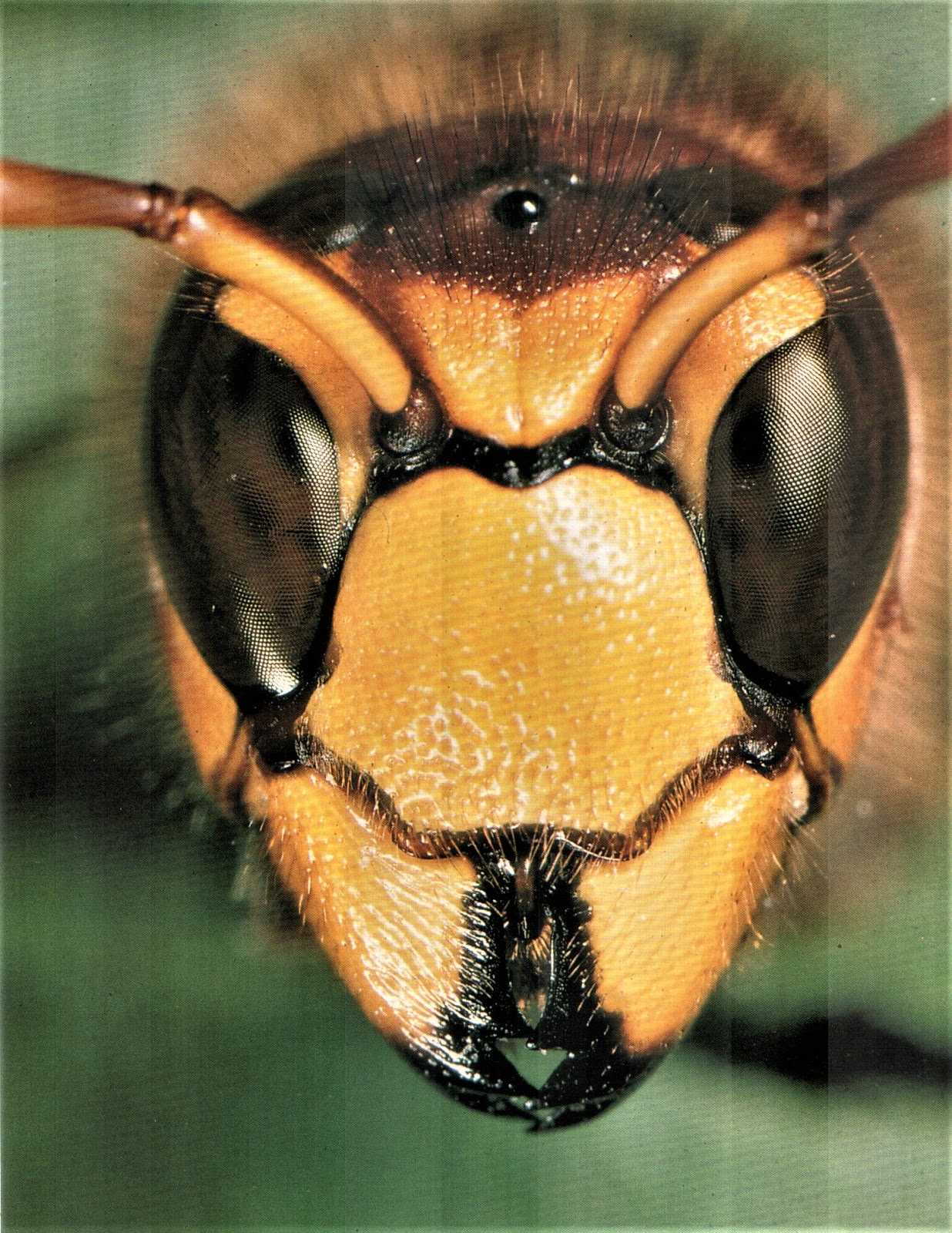 FANCY 1: ECOLOGIA - Farfalle -RAGNI -NASICA -Colibrì,- POLLI - WWF ...