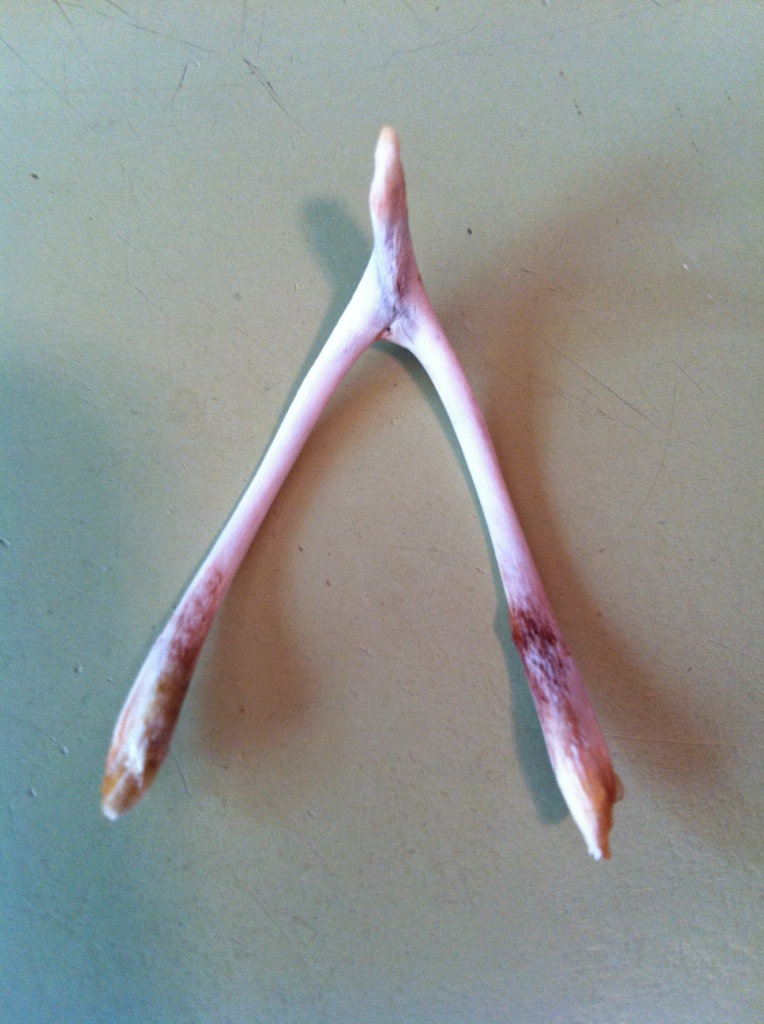 The DIY Therapist: DIY Fake Wishbone Therapy