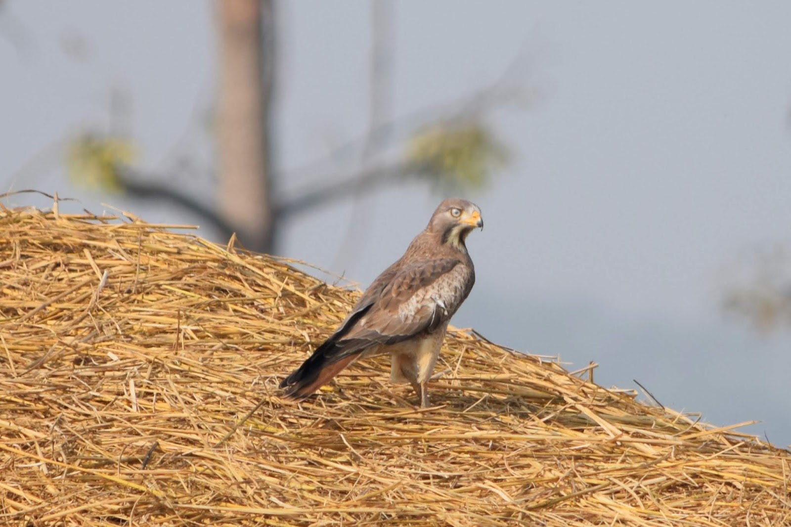 Birds in Bihar