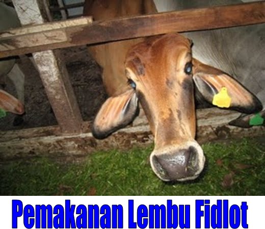 bukan doktor veterinar: Makanan Lembu Fidlot