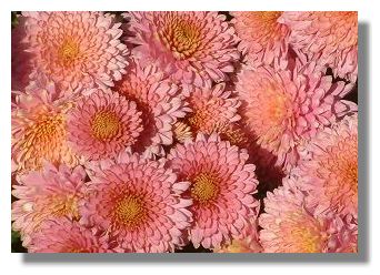 Manfaat Bunga Krisan - Toko Bunga | Florist Jakarta | Toko Bunga Online ...