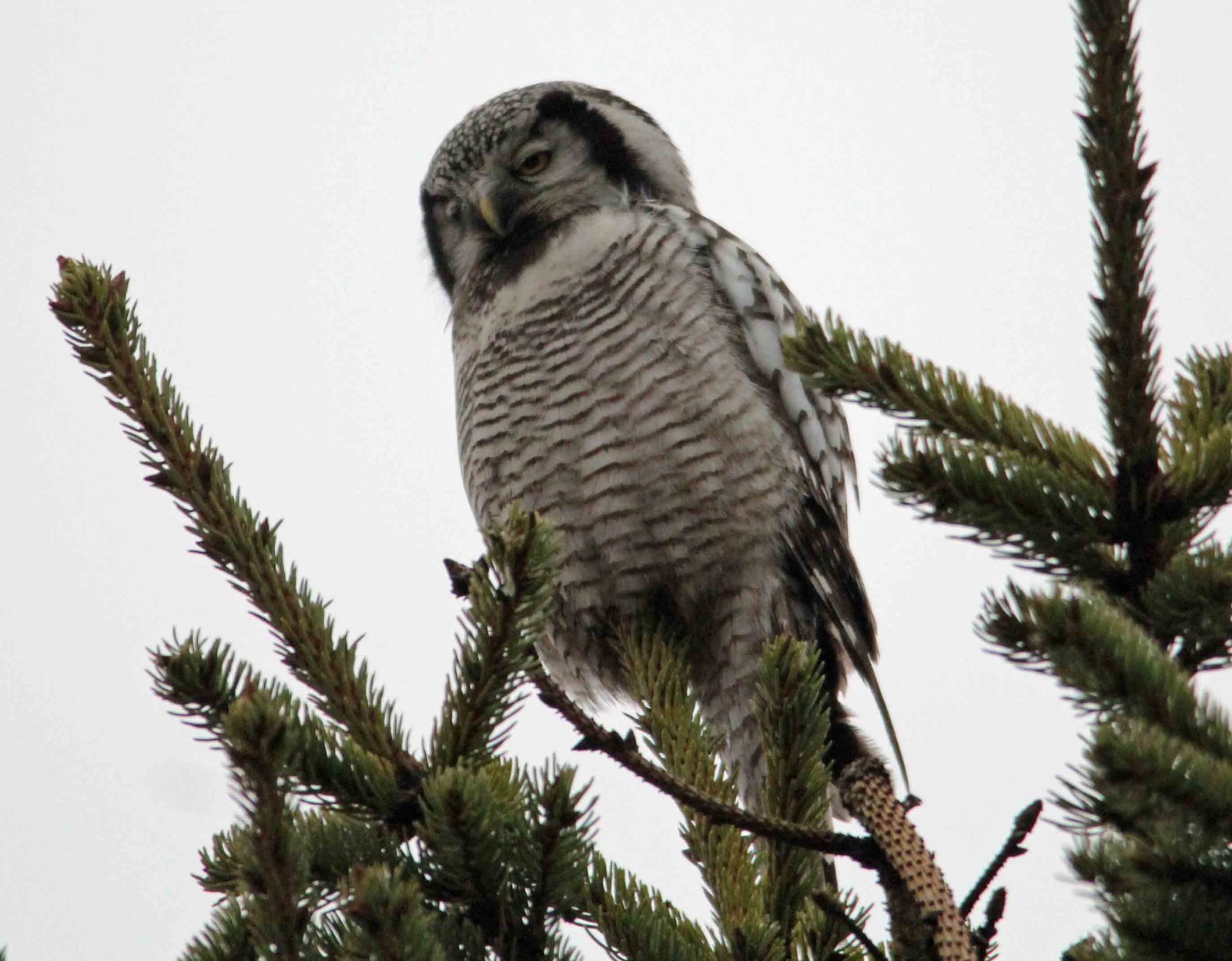 OSLO BIRDER: Hawk Owl!