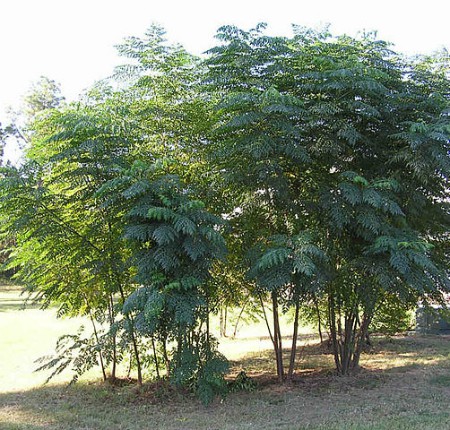 Aralia