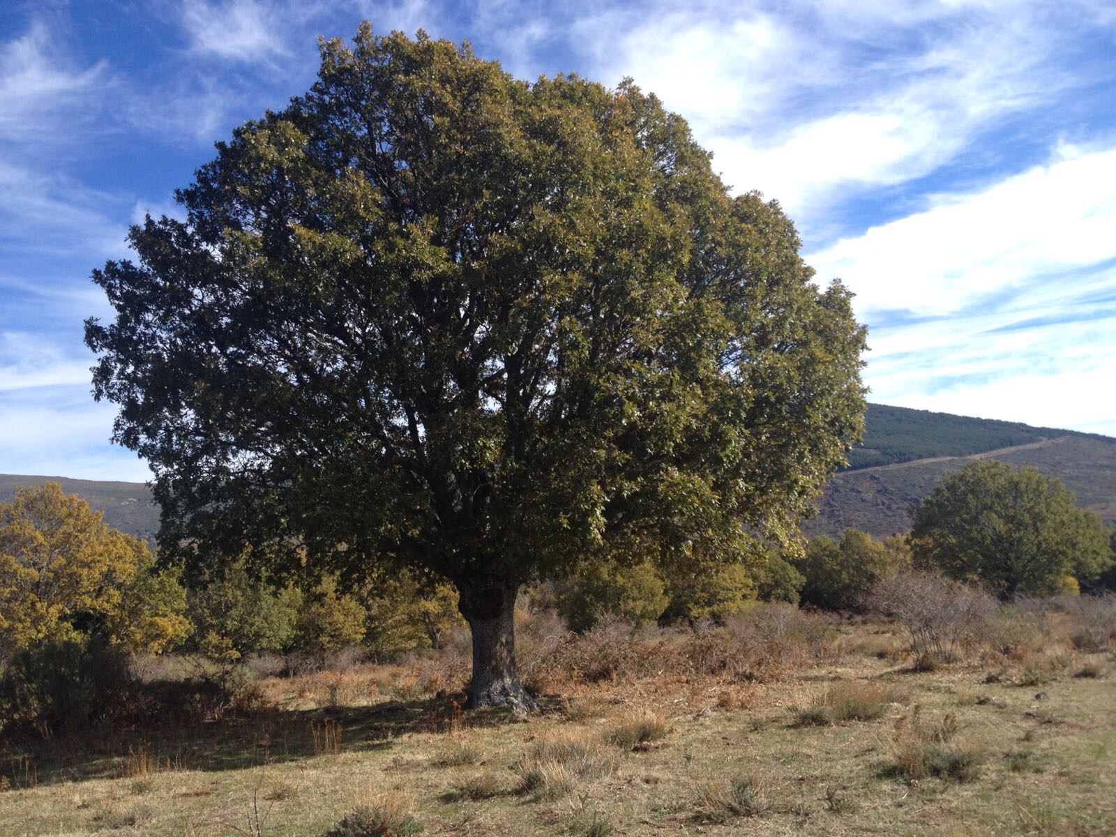 SENDERISMO 2017: 19 NOVIEMBRE: LA ACEBEDA DE ROBREGORDO