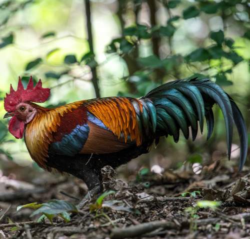 Red junglefowl photos | Birds of India | Bird World