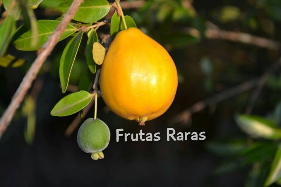 Eugenia pyriformis - Uvaia-piriforme, Uvaia, Uvalha, Uvalha-do-campo