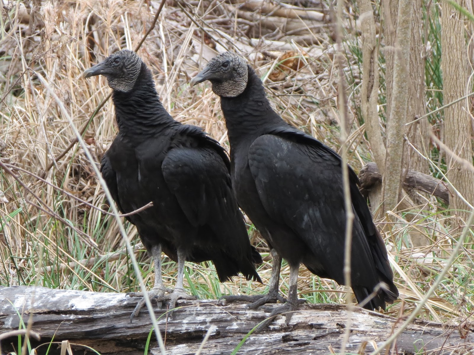 Birding Across Texas: Palmetto State Park