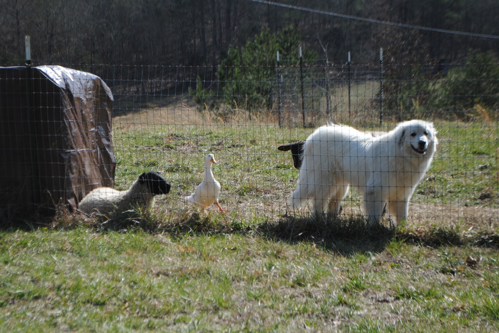 Adventures on Zephyr Hill Farm: Build a Cheap Sheep Shack