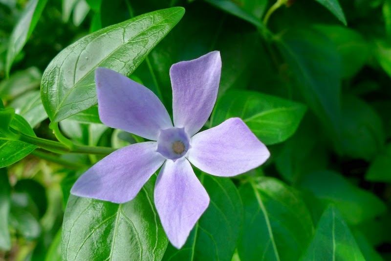 FLORES DA ARRÁBIDA: (Vinca difformis subsp. Difformis) - Pervinca, Erva ...