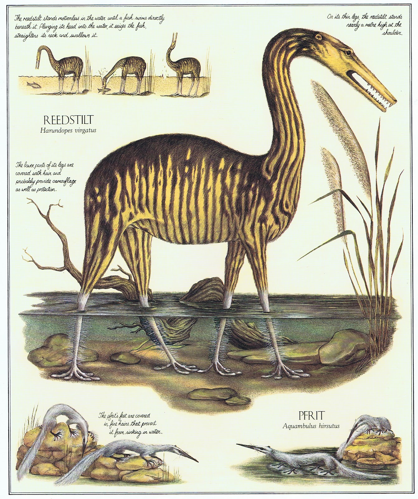 Black and White: Creature Collections: a Touch of Science