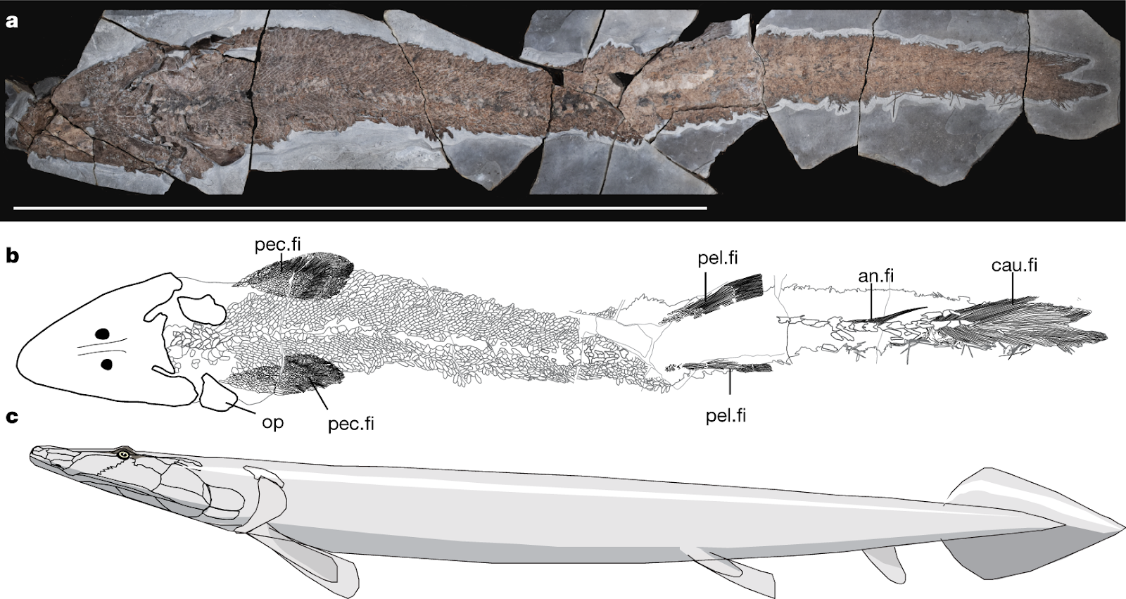 Fósil de Pez antiguo, revela origen evolutivo de la mano humana