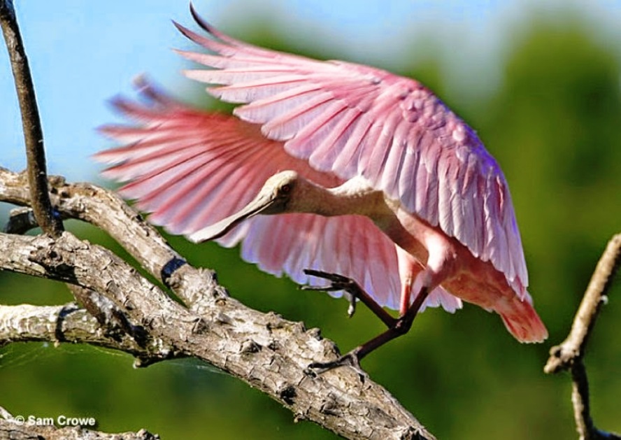 SPOONBILL photos - wallpapers (ανανεωμένο) | the fun bank