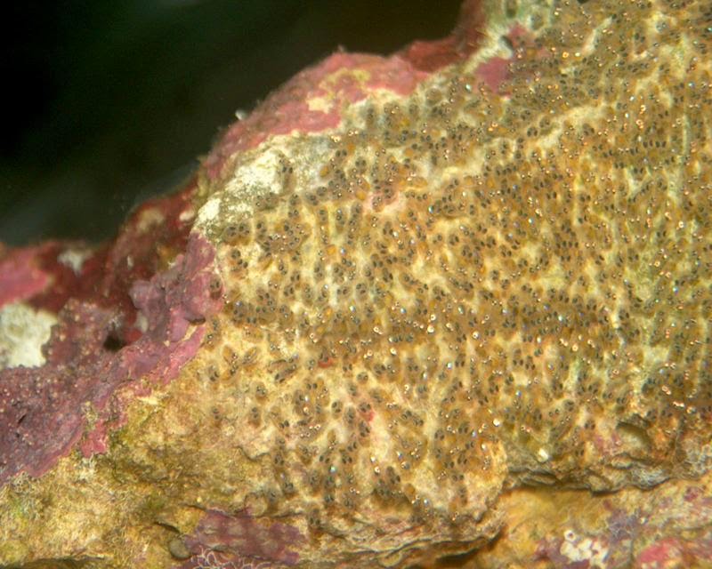 Fishaway Aquarists: Know Your Fish