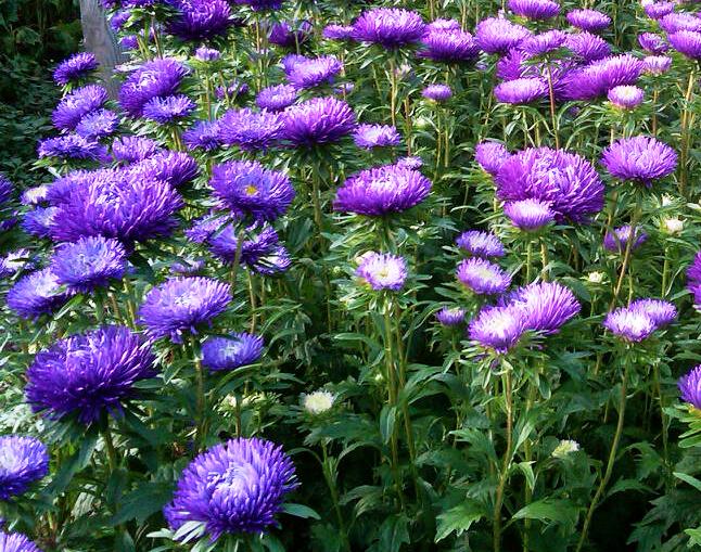 Interview with The Aster Master - Part 2 - Cultivation Of Crops