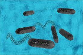 Pseudomonas fluorescens « Curahan Ilmu