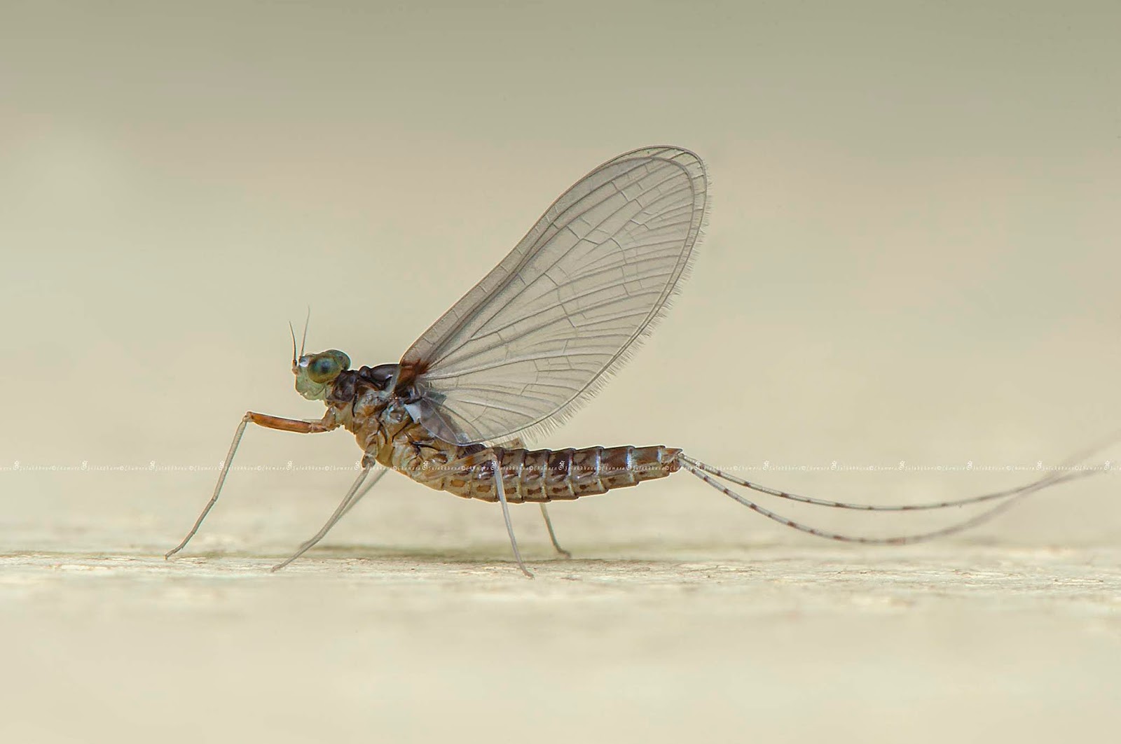 සතුන්ගේ ලෝකය: මැයි මැස්සා - Mayfly