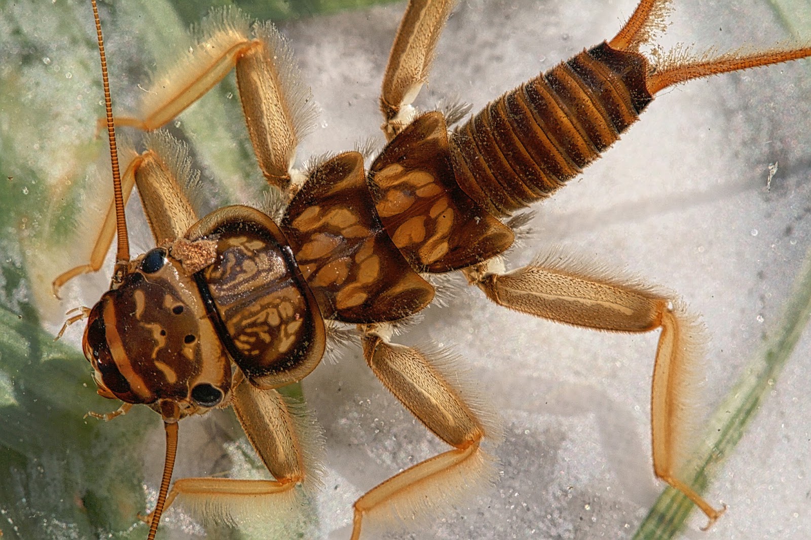 Aquatic Insects of Central Virginia: A few photos from the North Fork ...