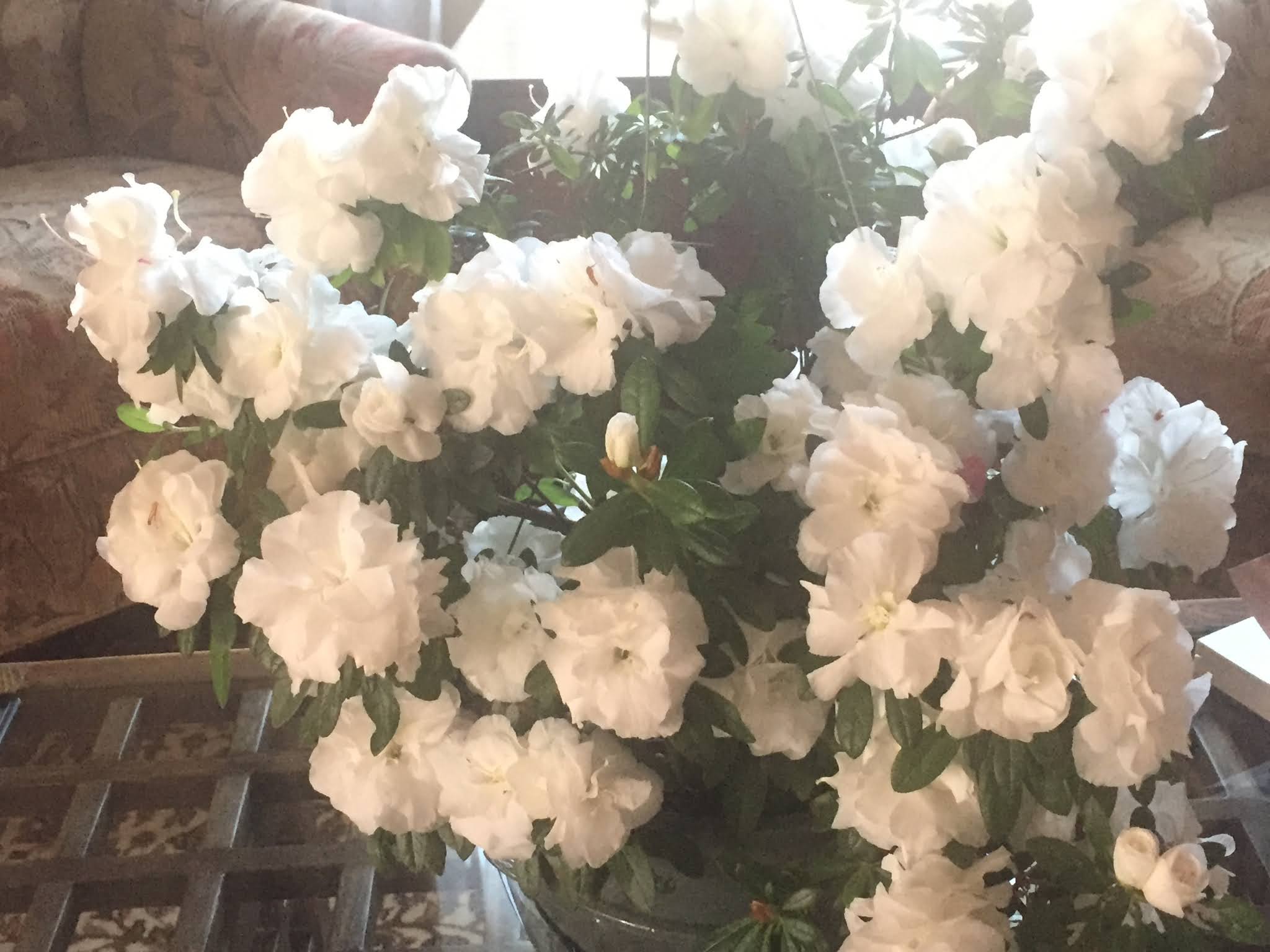 The Phytophactor: Friday Fabulous Flower - Christmas azalea